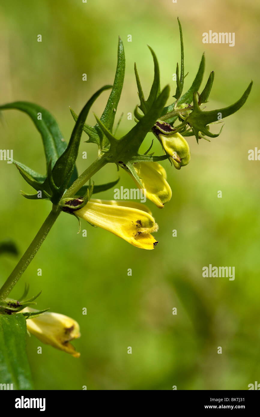 Cow wheat flower hi-res stock photography and images - Alamy