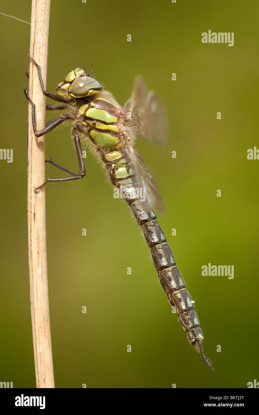 A freshly emerged Hairy Dragonfly on reed Stock Photo - Alamy