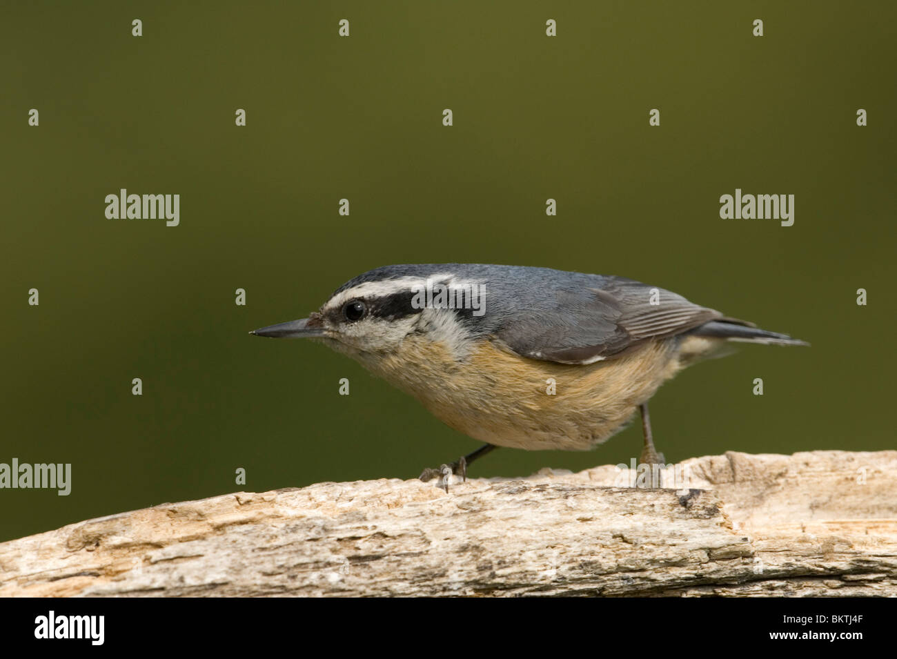 Female red breasted nuthatch hi-res stock photography and images - Alamy