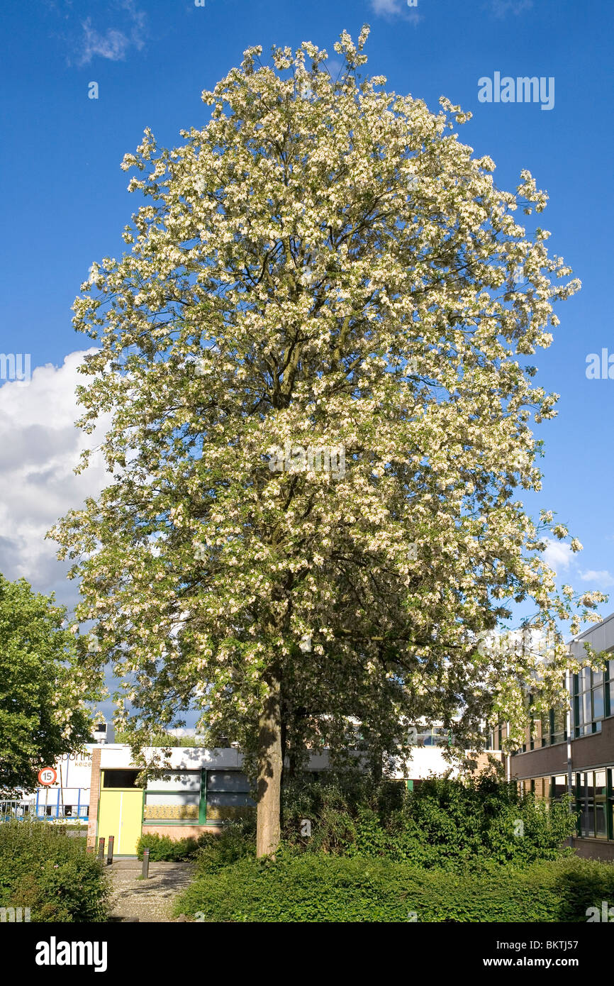 A Black locust tree Stock Photo - Alamy