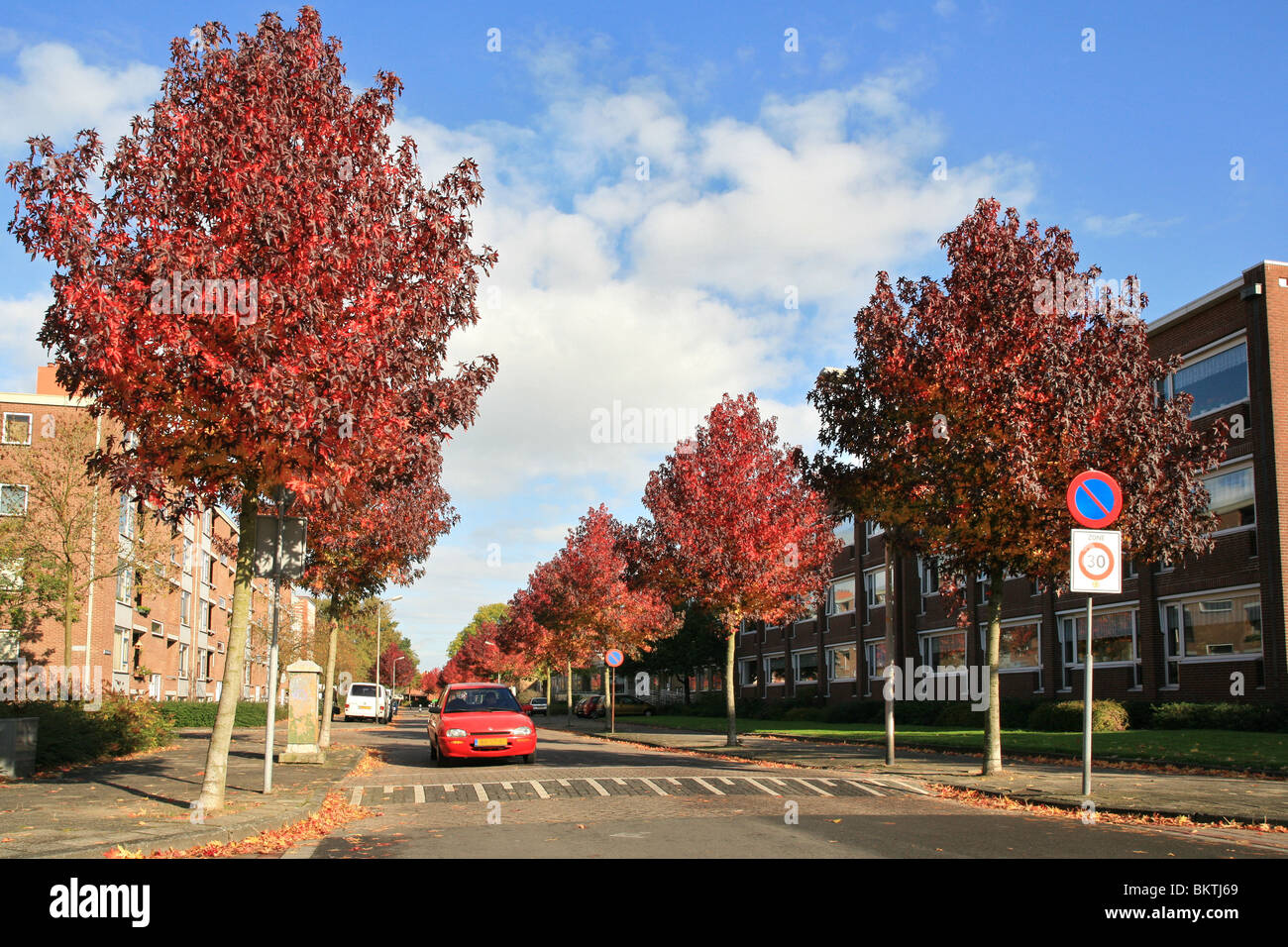 De amberboom (Liquidambar styraciflua) is een loofboom uit de familie ...