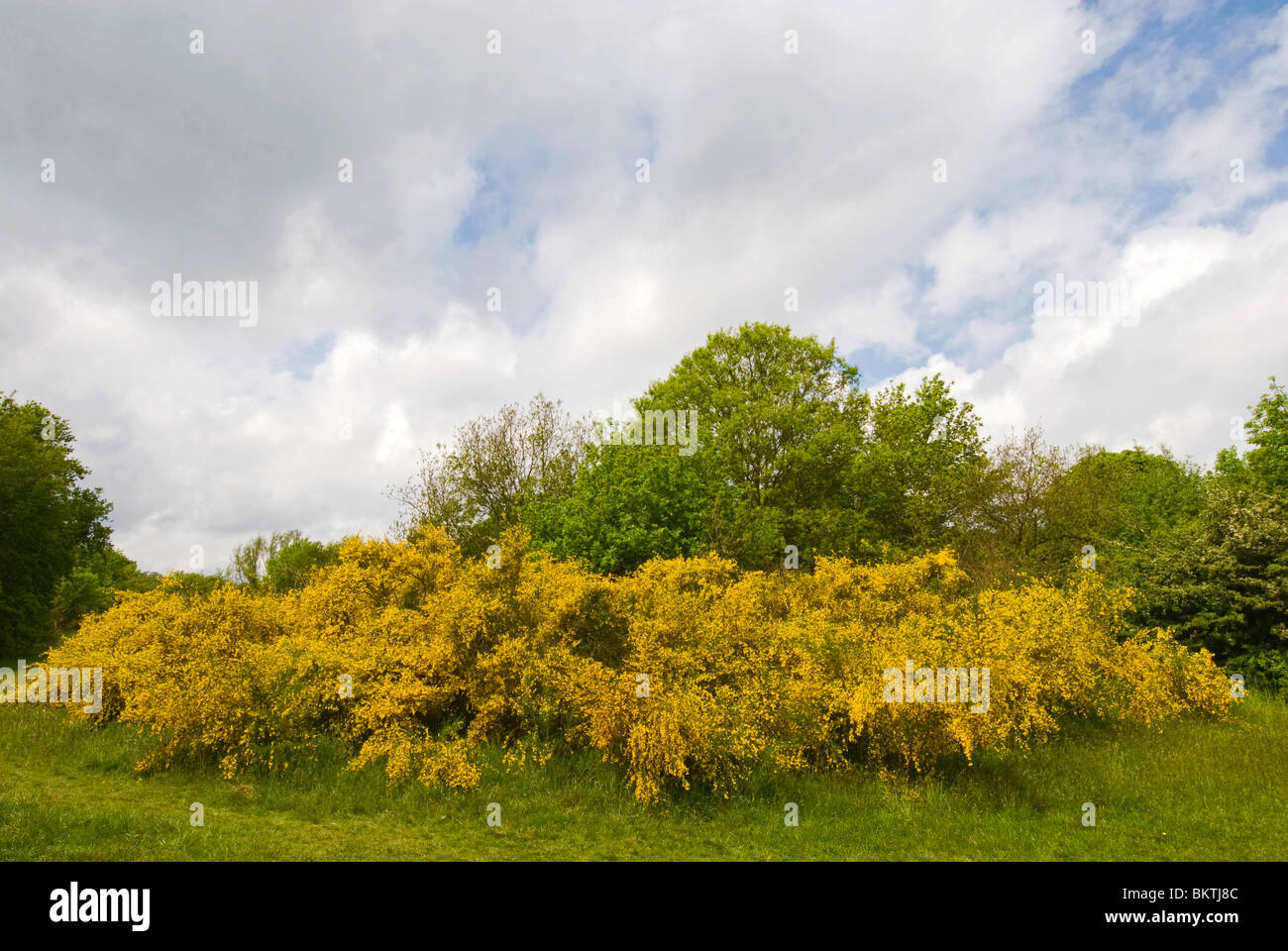 Brem in bloei hi-res stock photography and images - Alamy