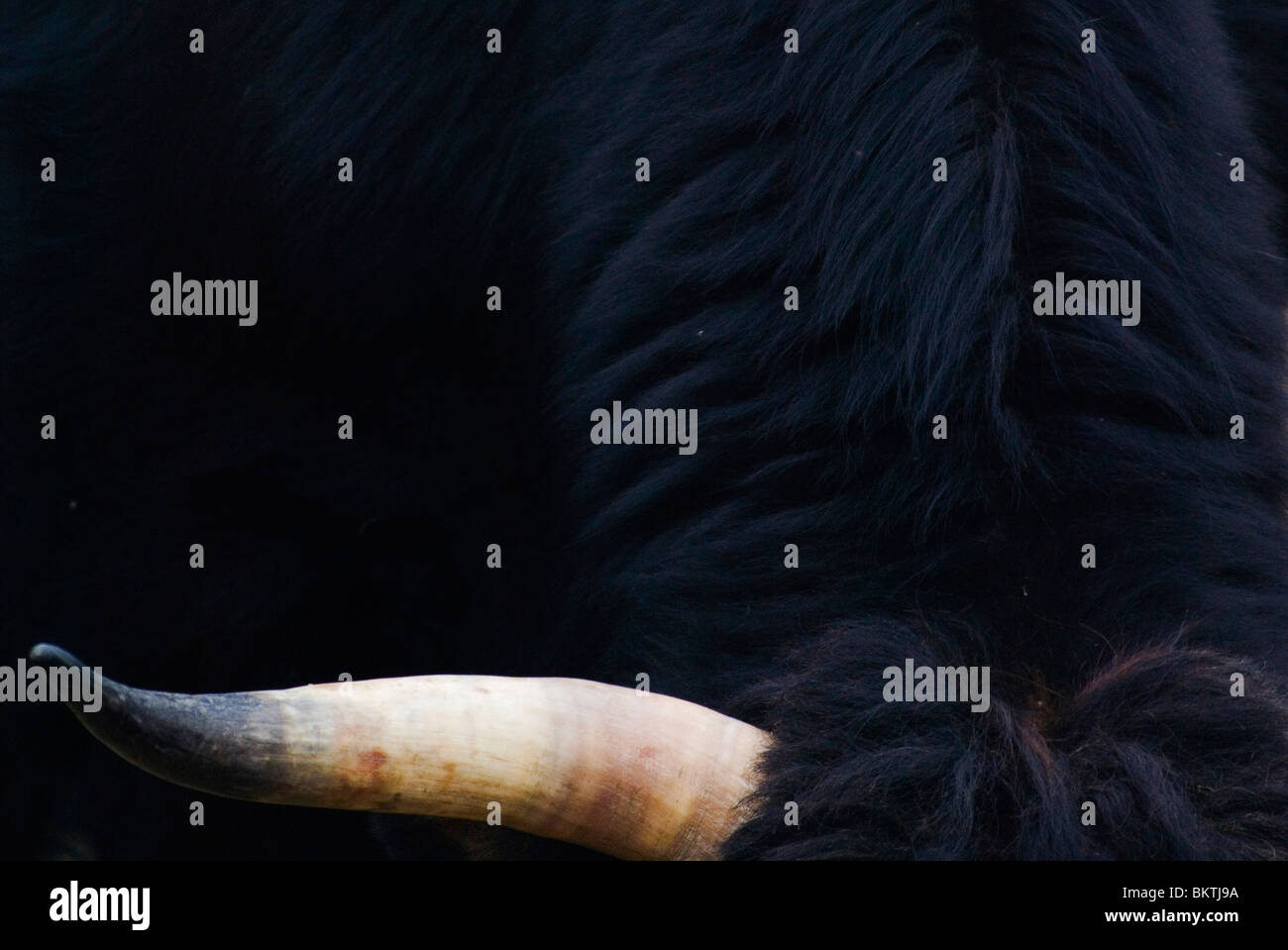 heckrund nek en hoorn; heck cattle neck and horn Stock Photo - Alamy