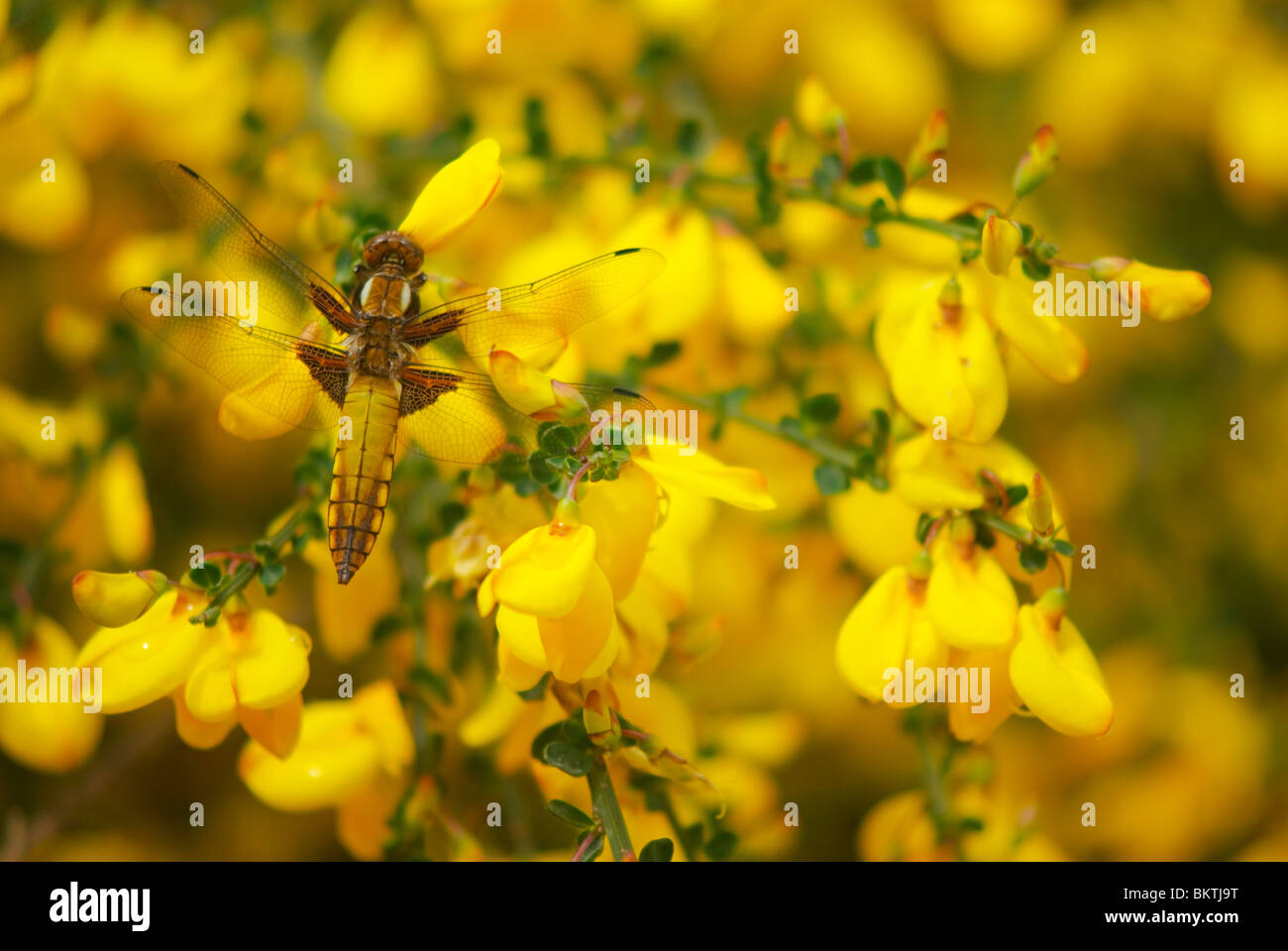 platbuik op brem; broad-bodied chaser on flowering common broom Stock ...