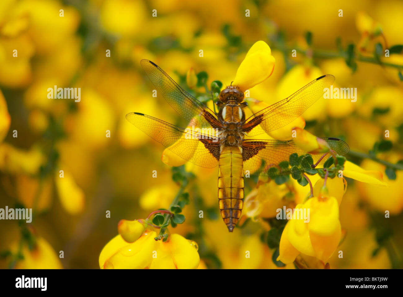 platbuik op brem; broad-bodied chaser on flowering common broom Stock ...