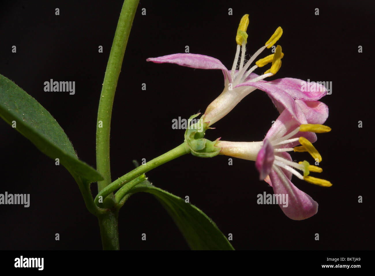 Rode kamperfoelie hi-res stock photography and images - Alamy