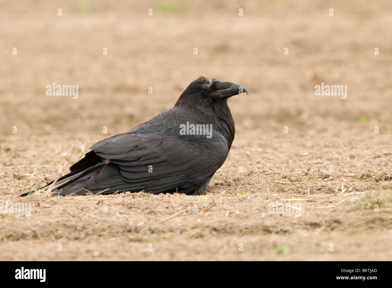 Raven sitting hi-res stock photography and images - Alamy