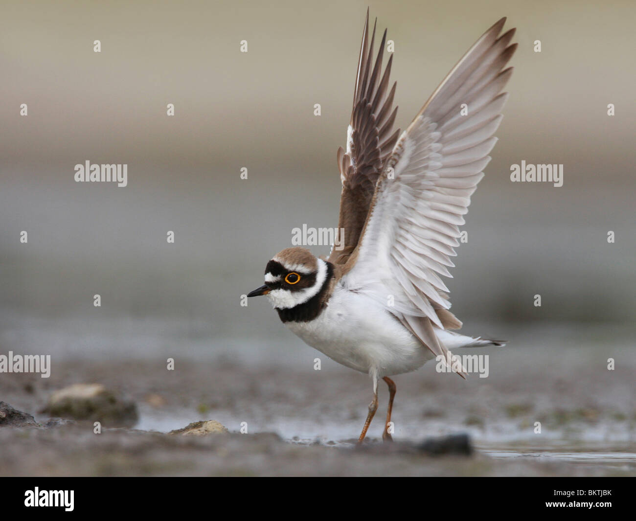 Grey rode hi-res stock photography and images - Alamy