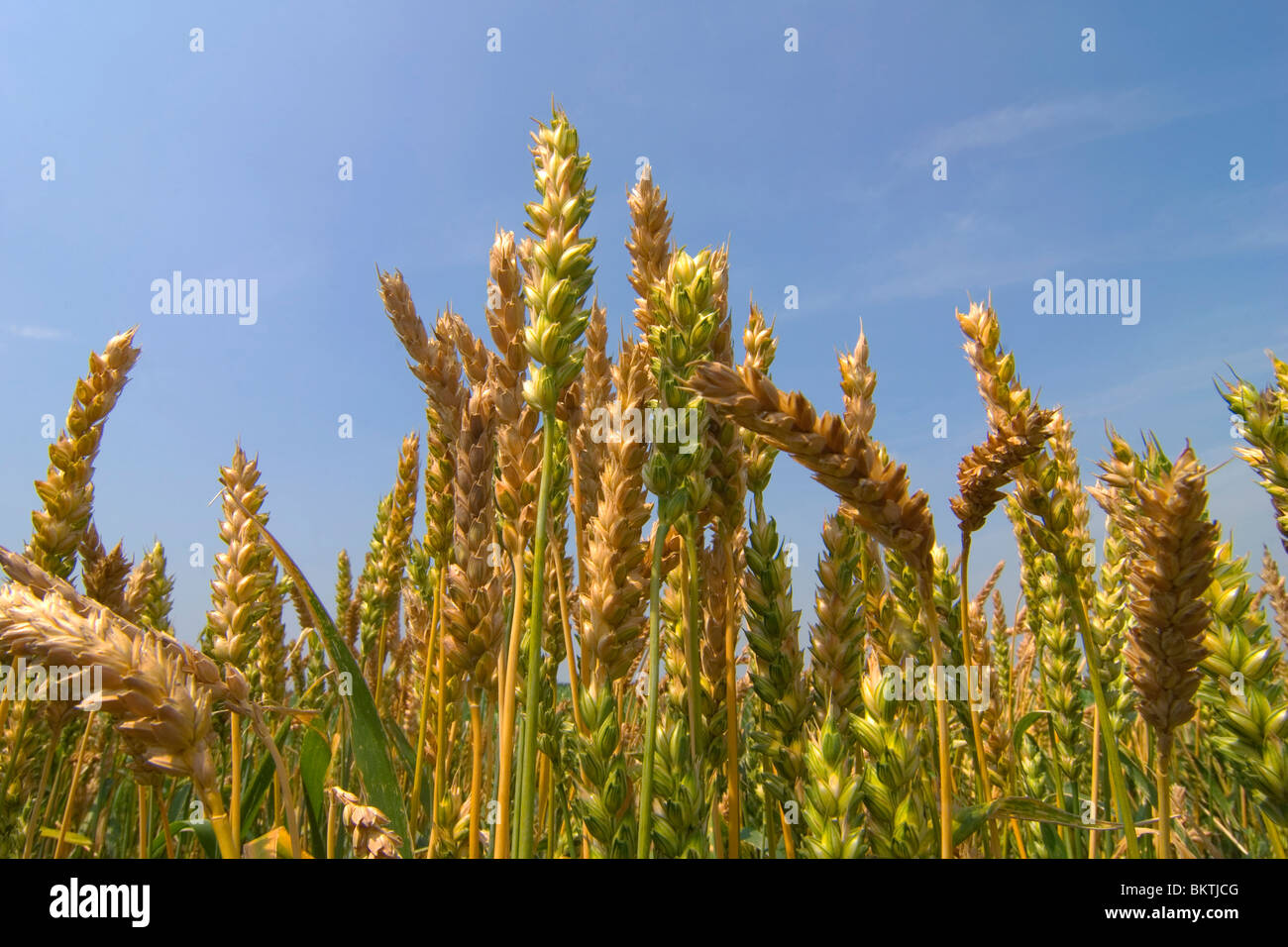 Common wheat bread wheat triticum hi-res stock photography and images ...