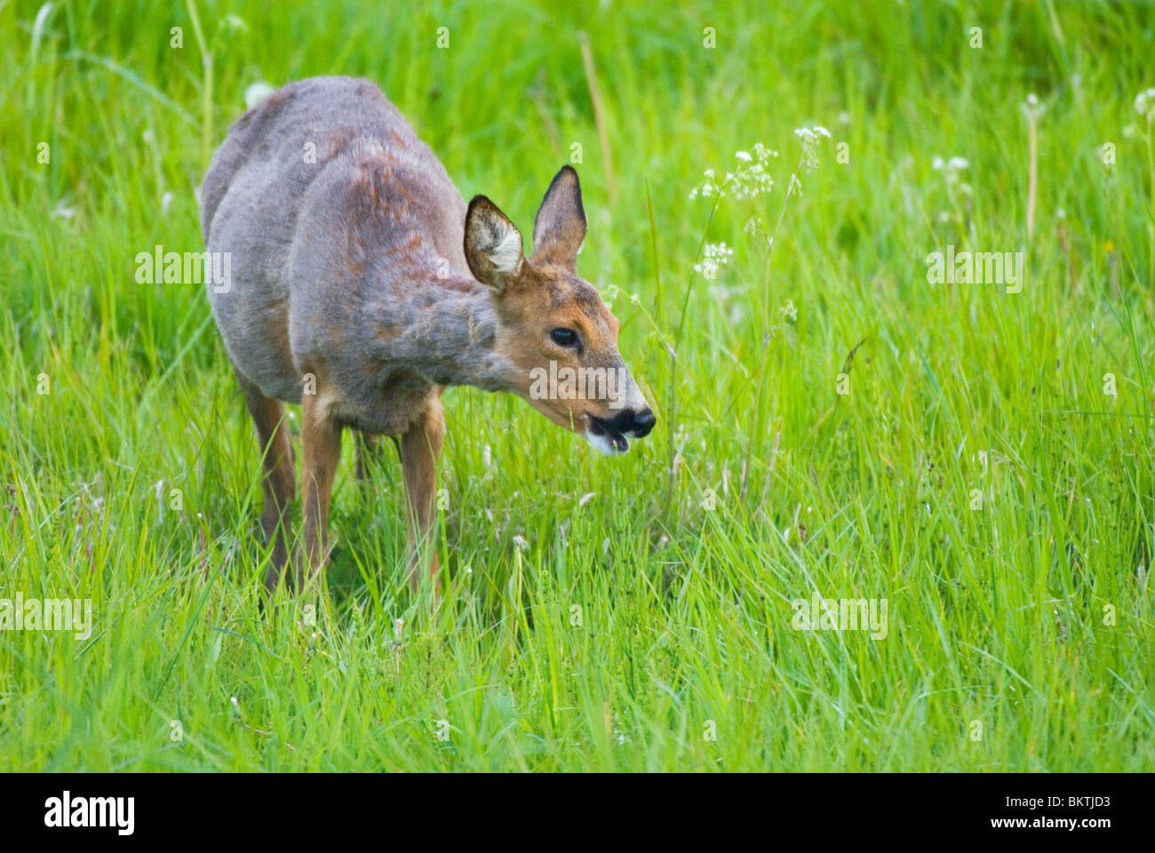 Vrouwtje ree capreolus capreolus female hi-res stock photography and ...