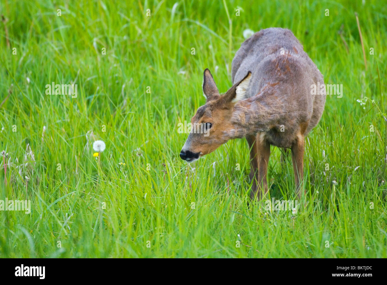 ree; roe deer Stock Photo - Alamy