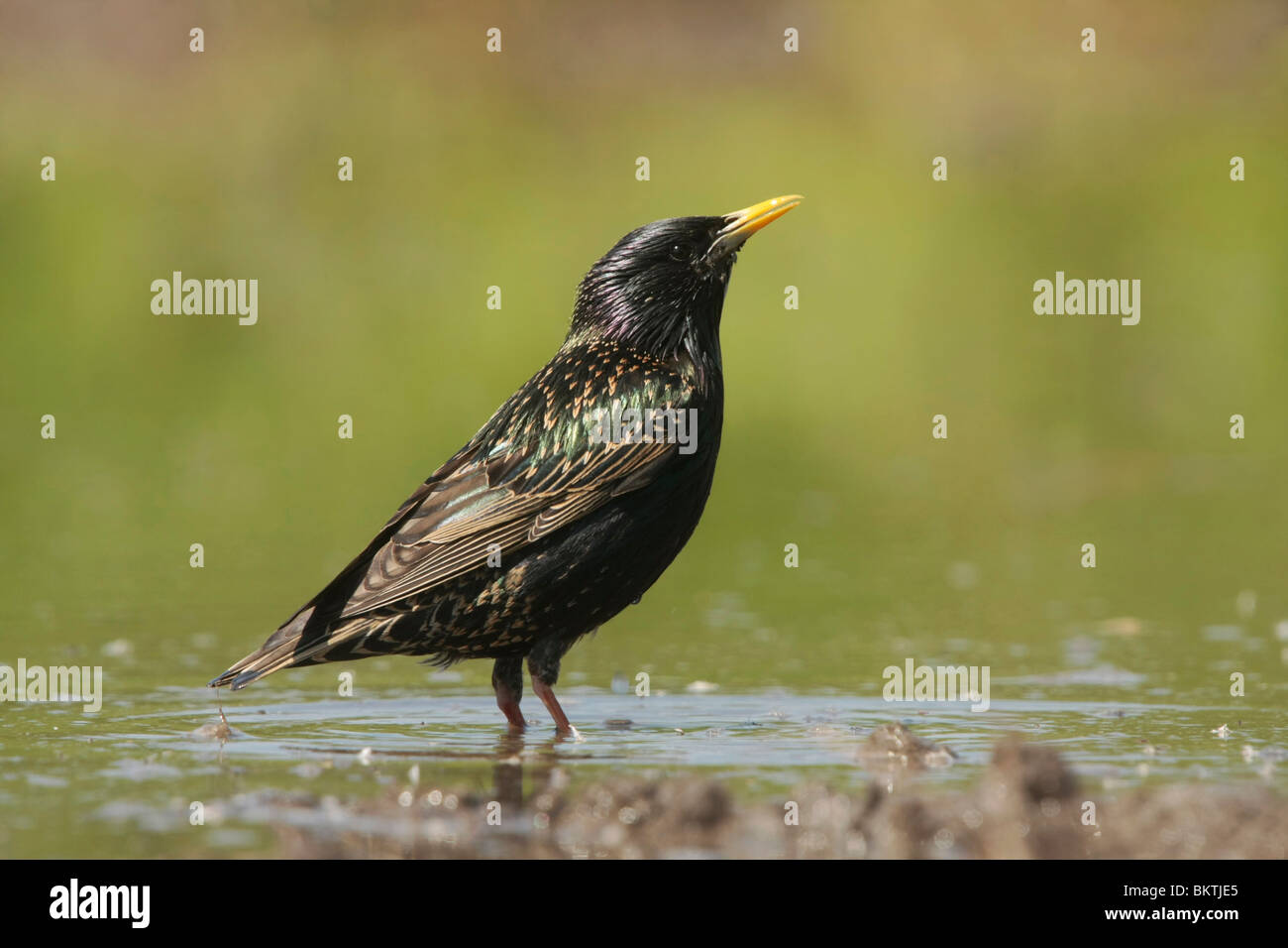 Waterplas hi-res stock photography and images - Alamy
