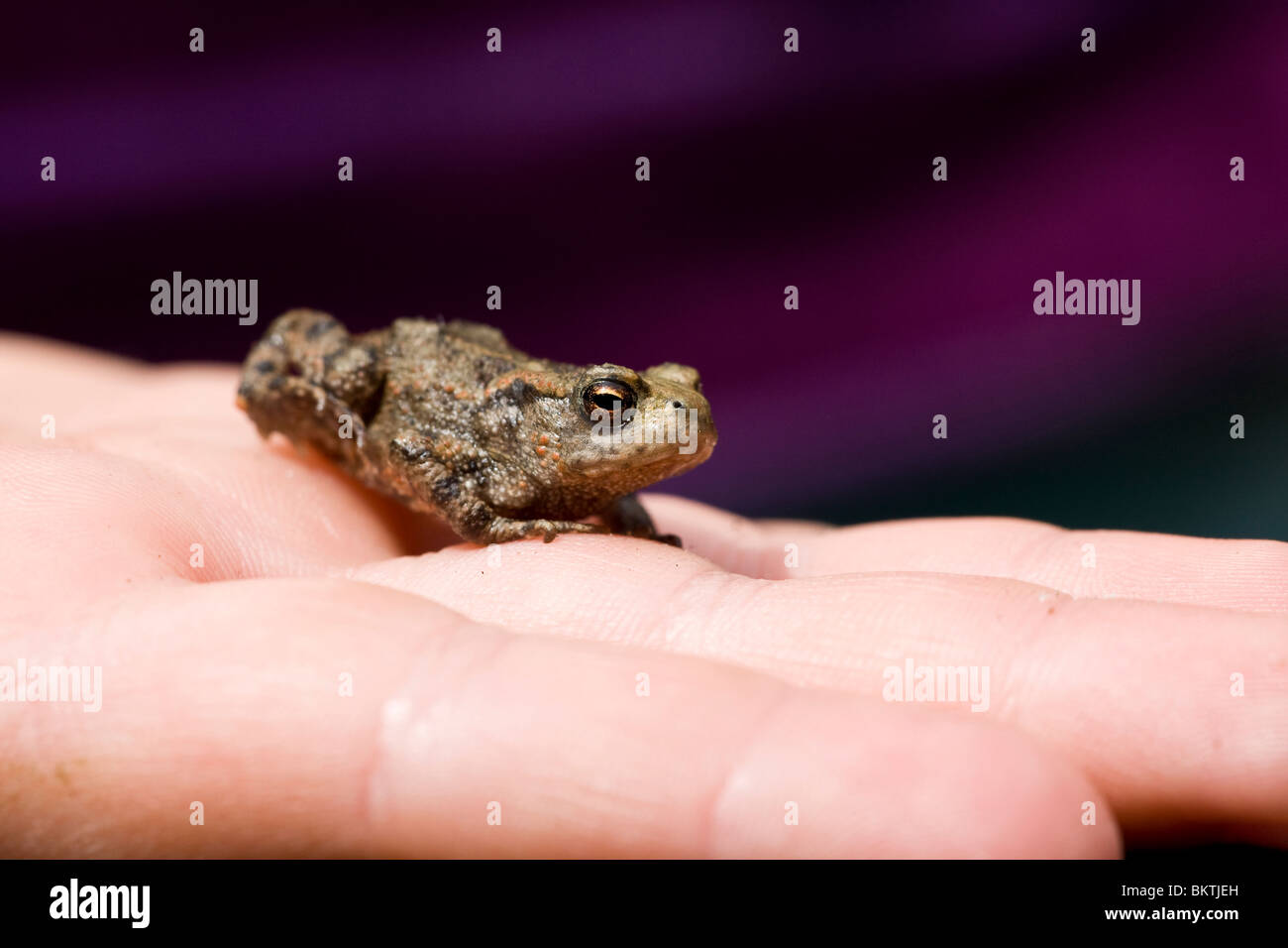 A Common Toad on a human hand Stock Photo - Alamy