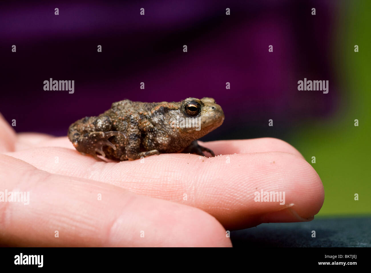 Kinderen met Gewone pad, Kids with Common Toad Stock Photo - Alamy