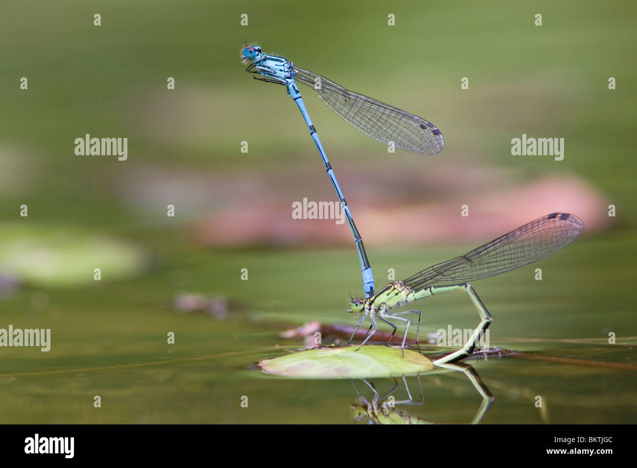 Azure Damselfly laying eggs Stock Photo - Alamy