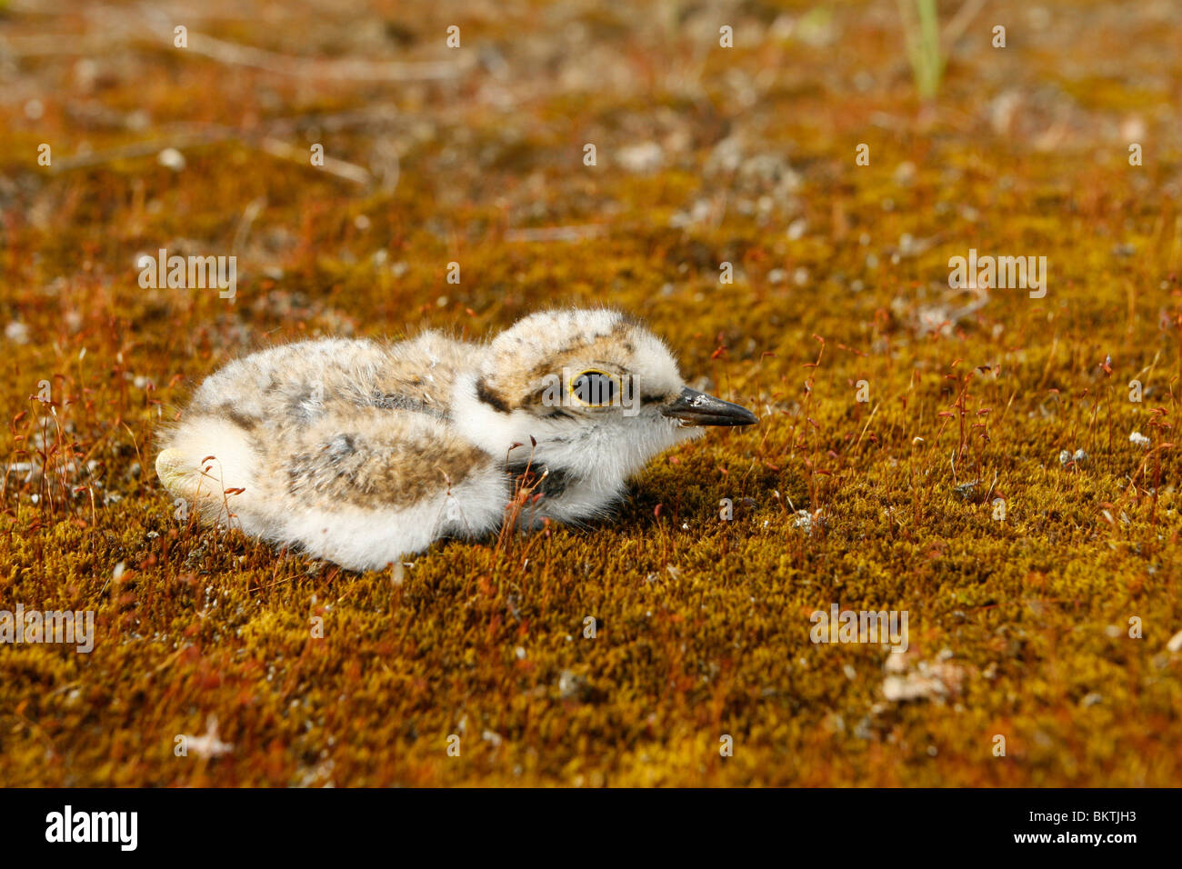 Close-up of a young little ringed plover on moss Stock Photo - Alamy