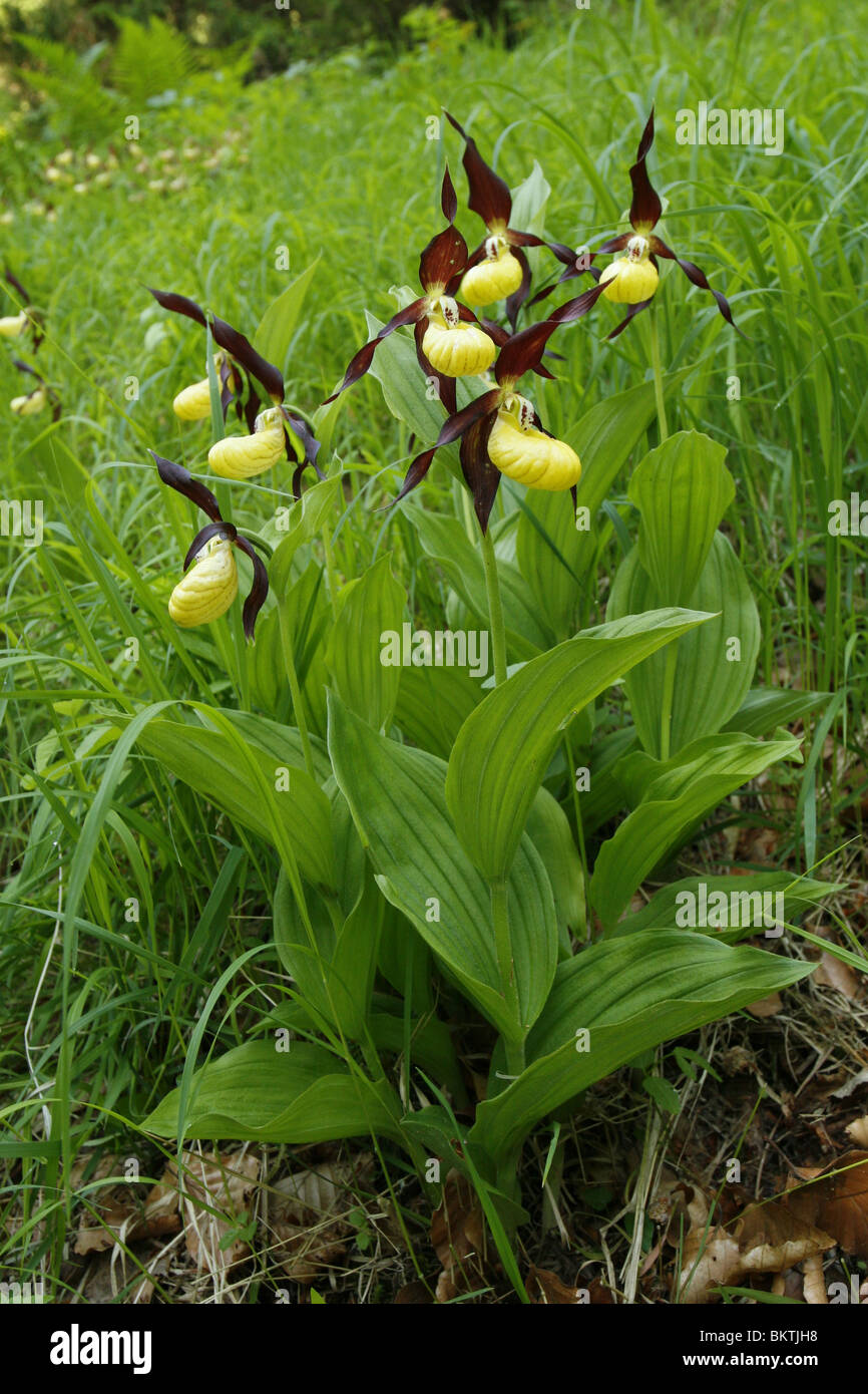 lady's slipper orchid are very rare in Western Europe Stock Photo - Alamy