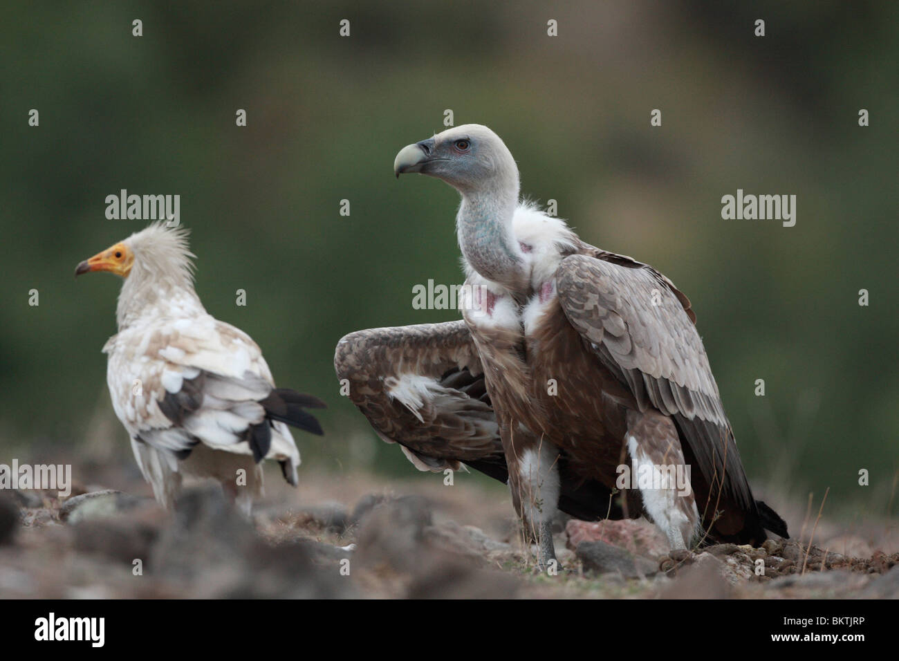Aasgier hi-res stock photography and images - Alamy