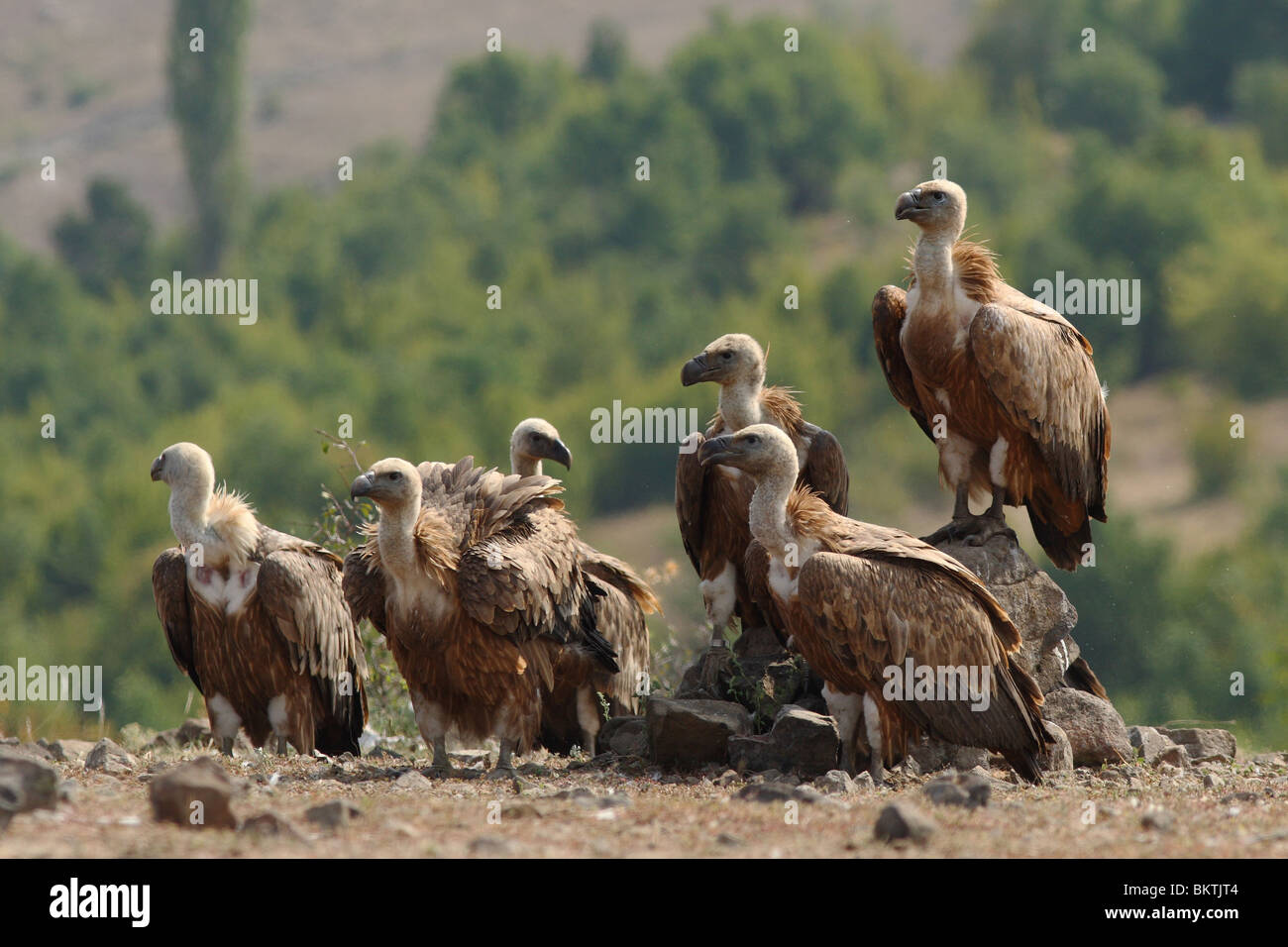 Vultures a hi-res stock photography and images - Alamy