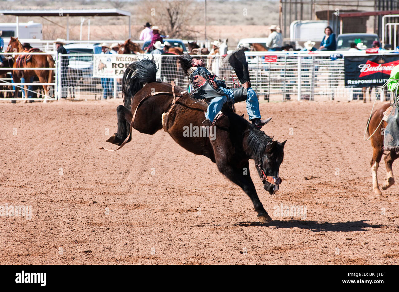 a cowboy competes in the saddle bronc riding event during the O'Odham ...