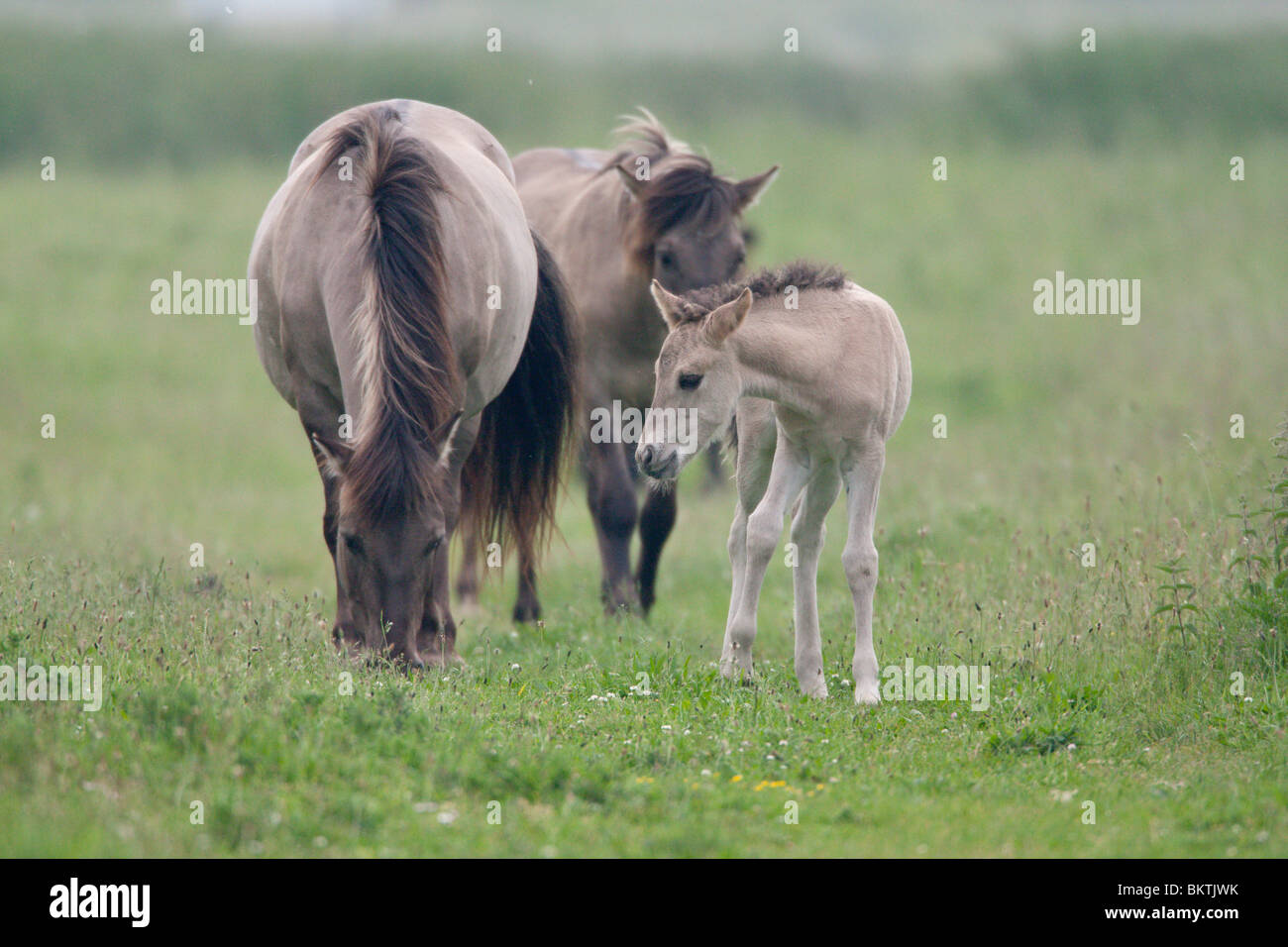 Merrie veulen hi-res stock photography and images - Alamy