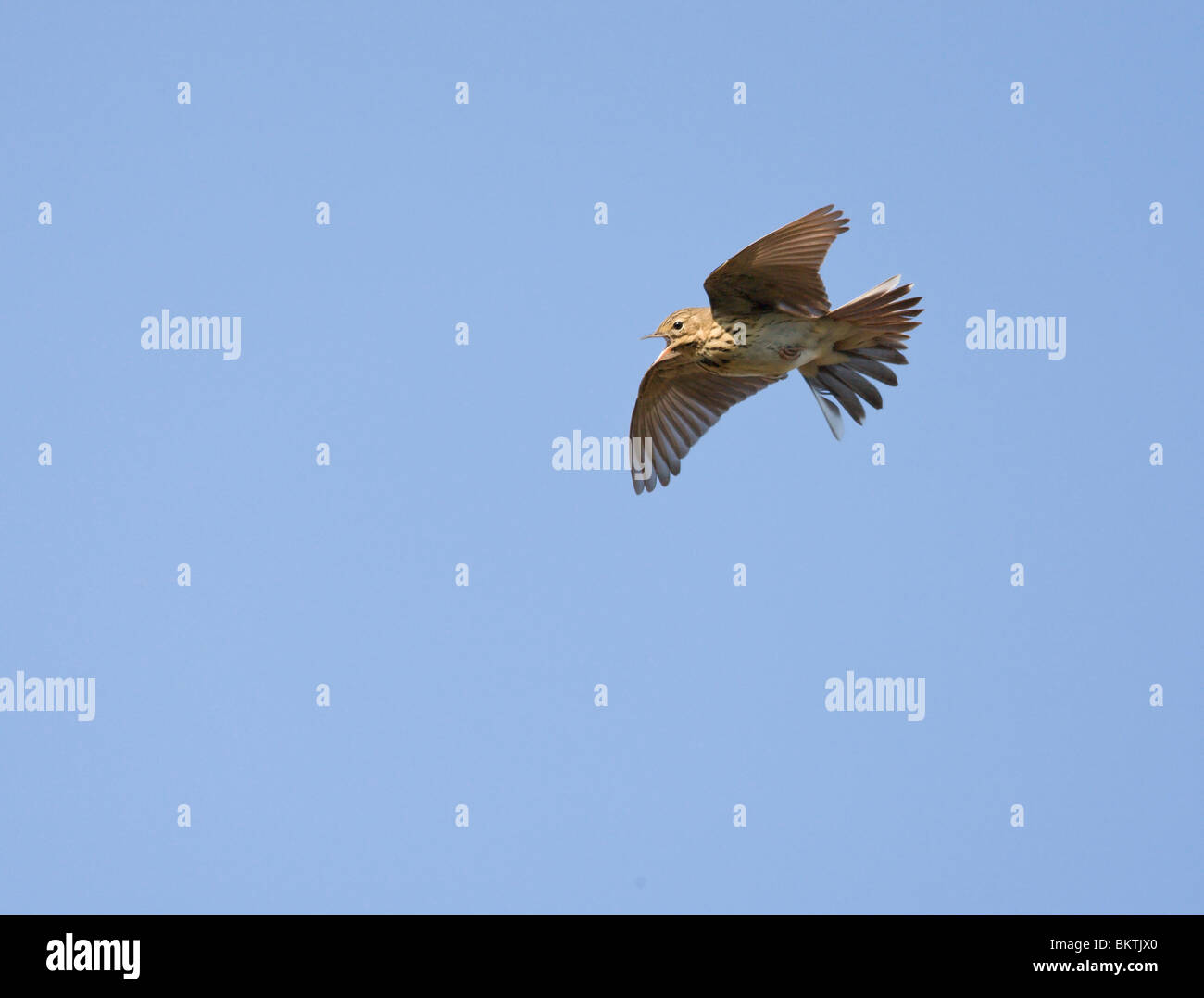 Boompieper in zangvlucht. Tree Pipit in song flight Stock Photo - Alamy