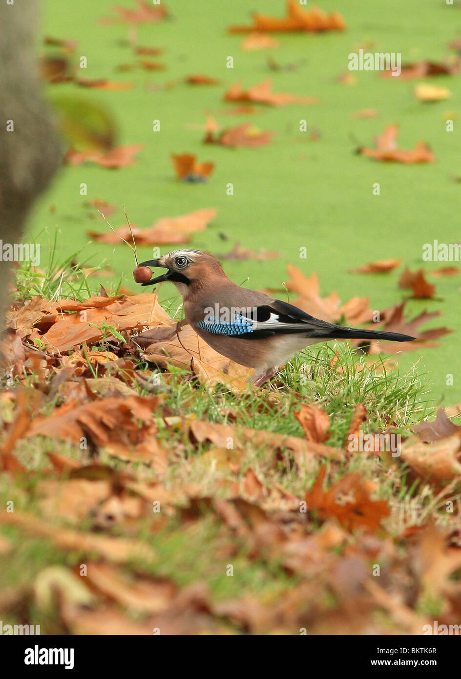 Bird hoarding hi-res stock photography and images - Alamy