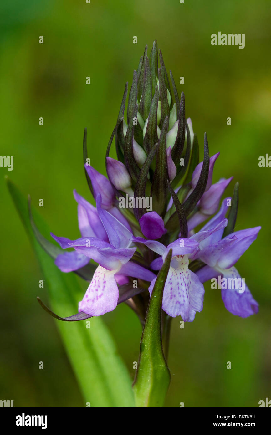 Swamp orchid hi-res stock photography and images - Alamy