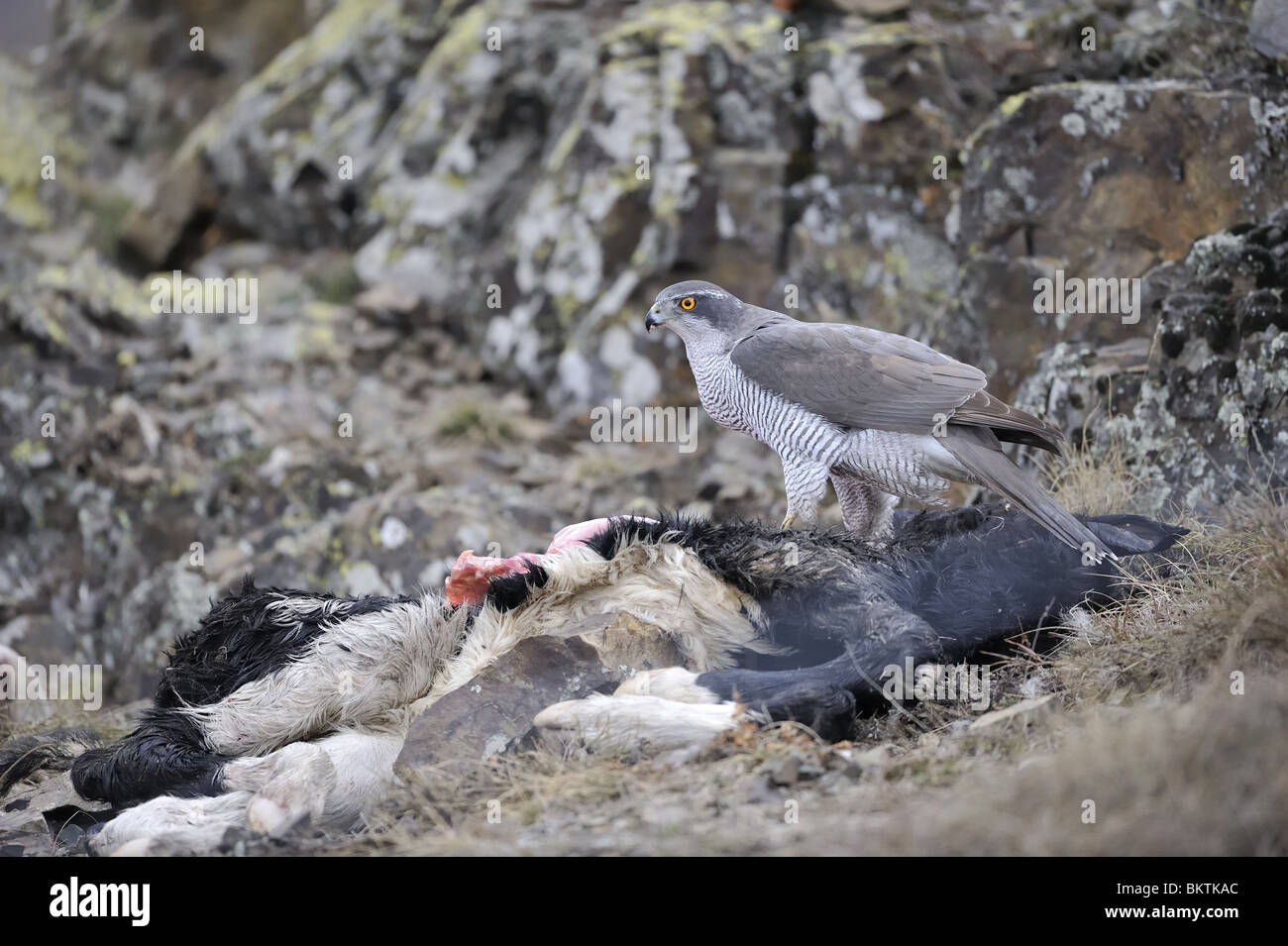 Dead calf hi-res stock photography and images - Alamy