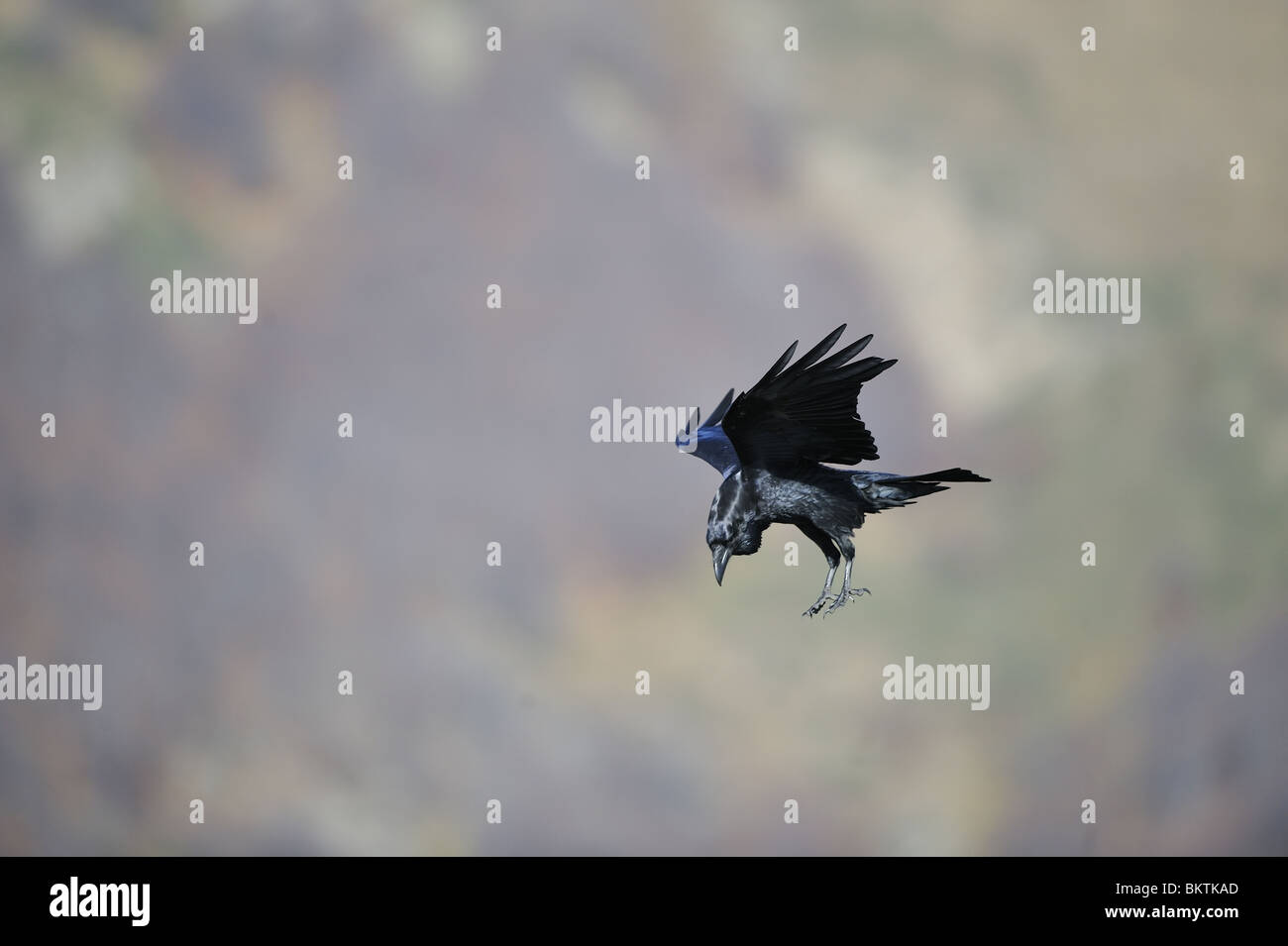 Flying raven sequence hi-res stock photography and images - Alamy