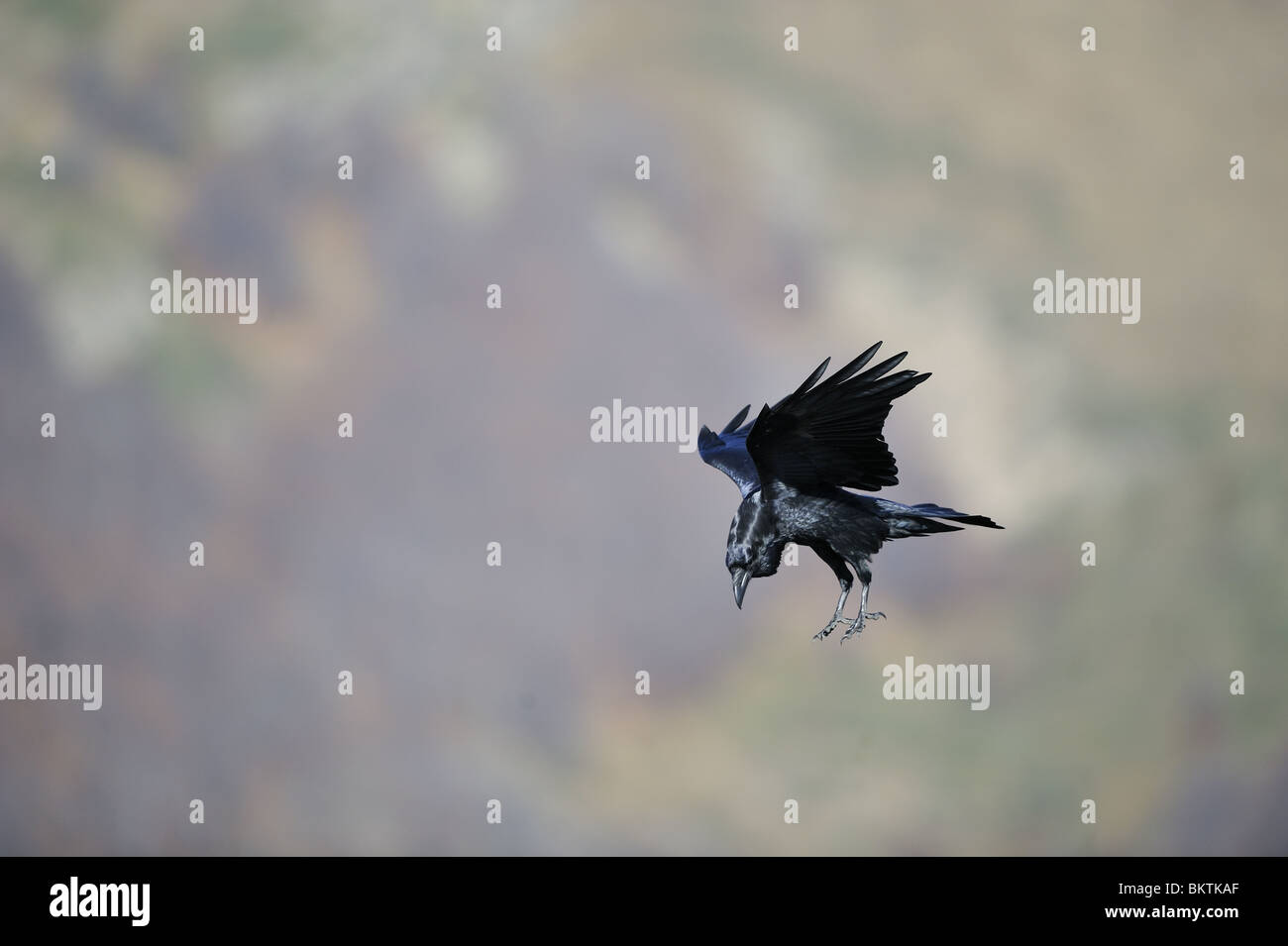 Flying raven sequence hi-res stock photography and images - Alamy