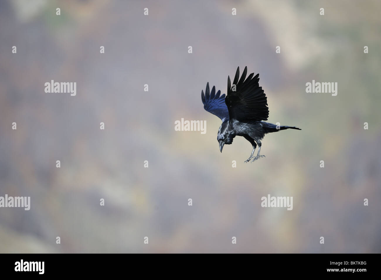 Raven flight sequence hi-res stock photography and images - Alamy