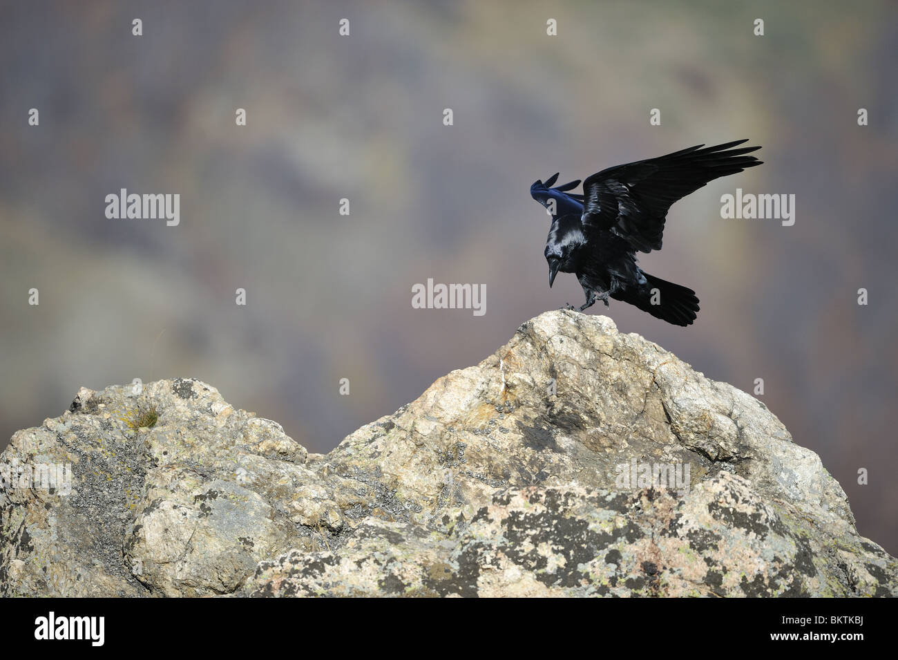 Flying raven sequence hi-res stock photography and images - Alamy
