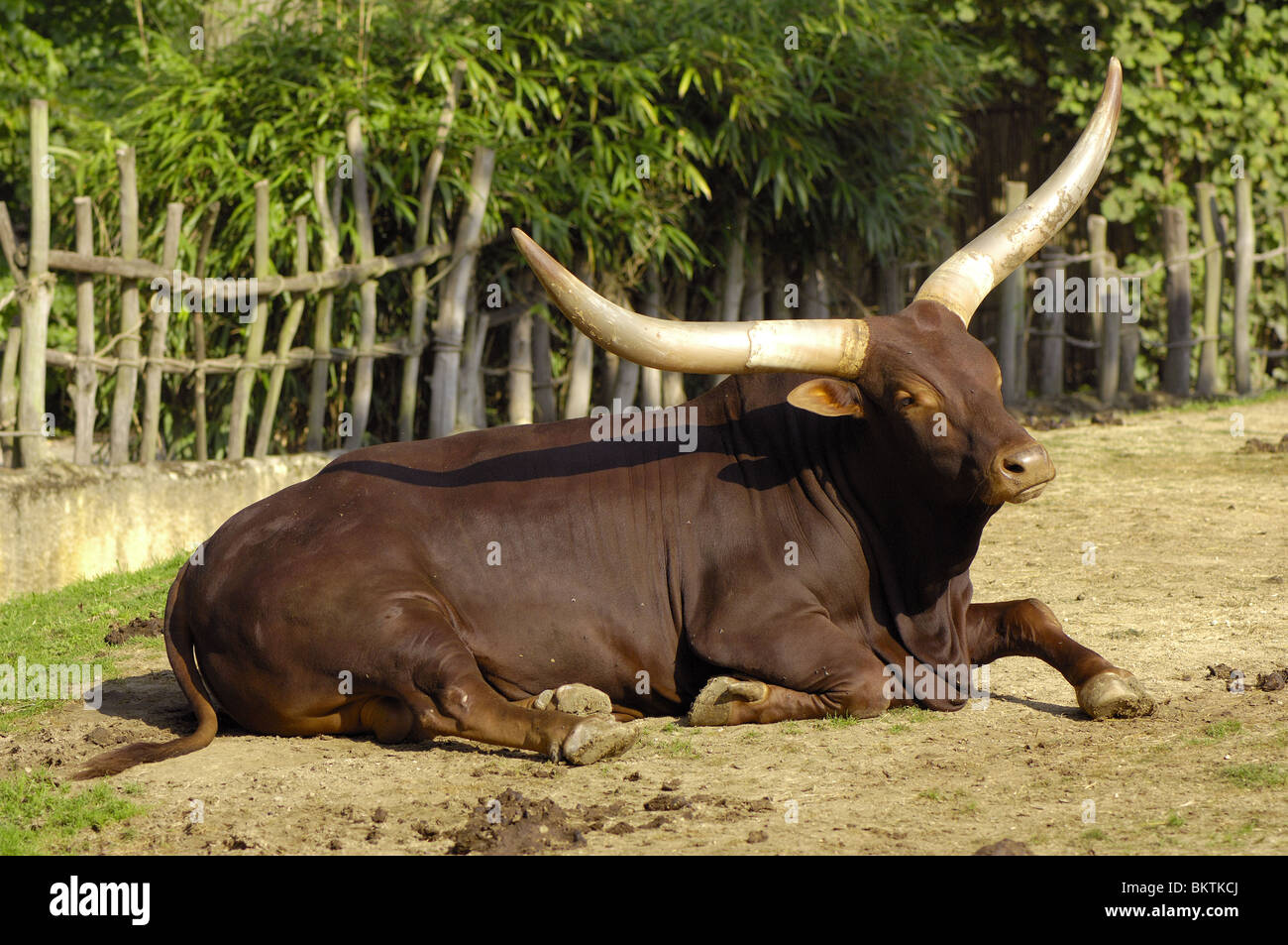 Tutsi cow with big horns lying on the ground Stock Photo - Alamy