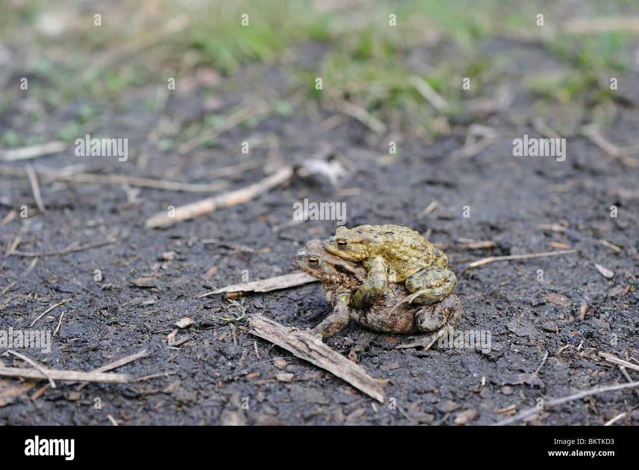 Reproduction of common toads hi-res stock photography and images - Alamy