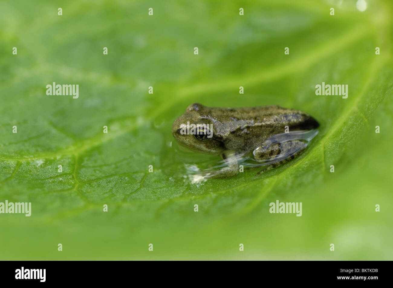 Frog with tail hi-res stock photography and images - Alamy