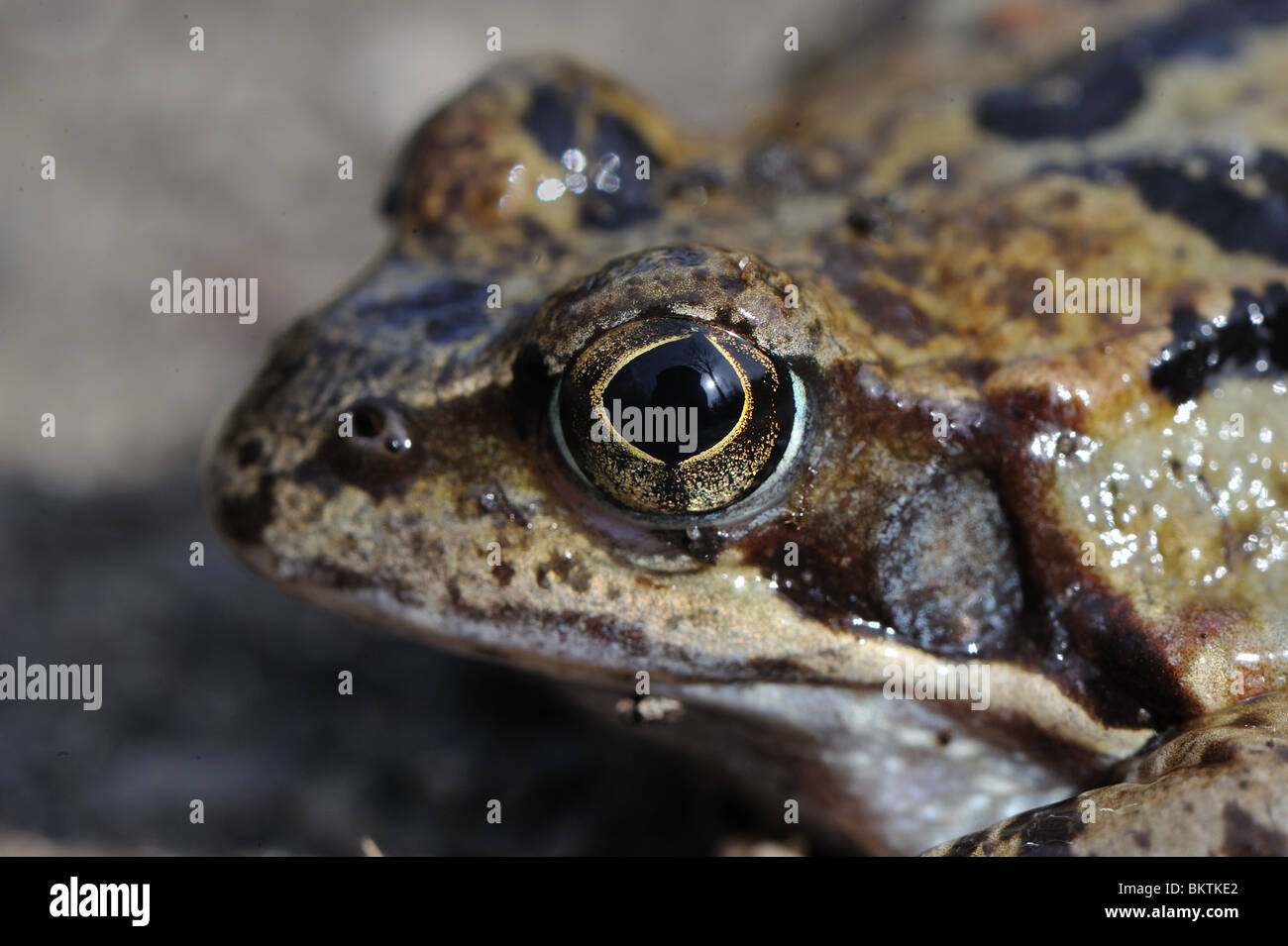 Frog head detail hi-res stock photography and images - Alamy