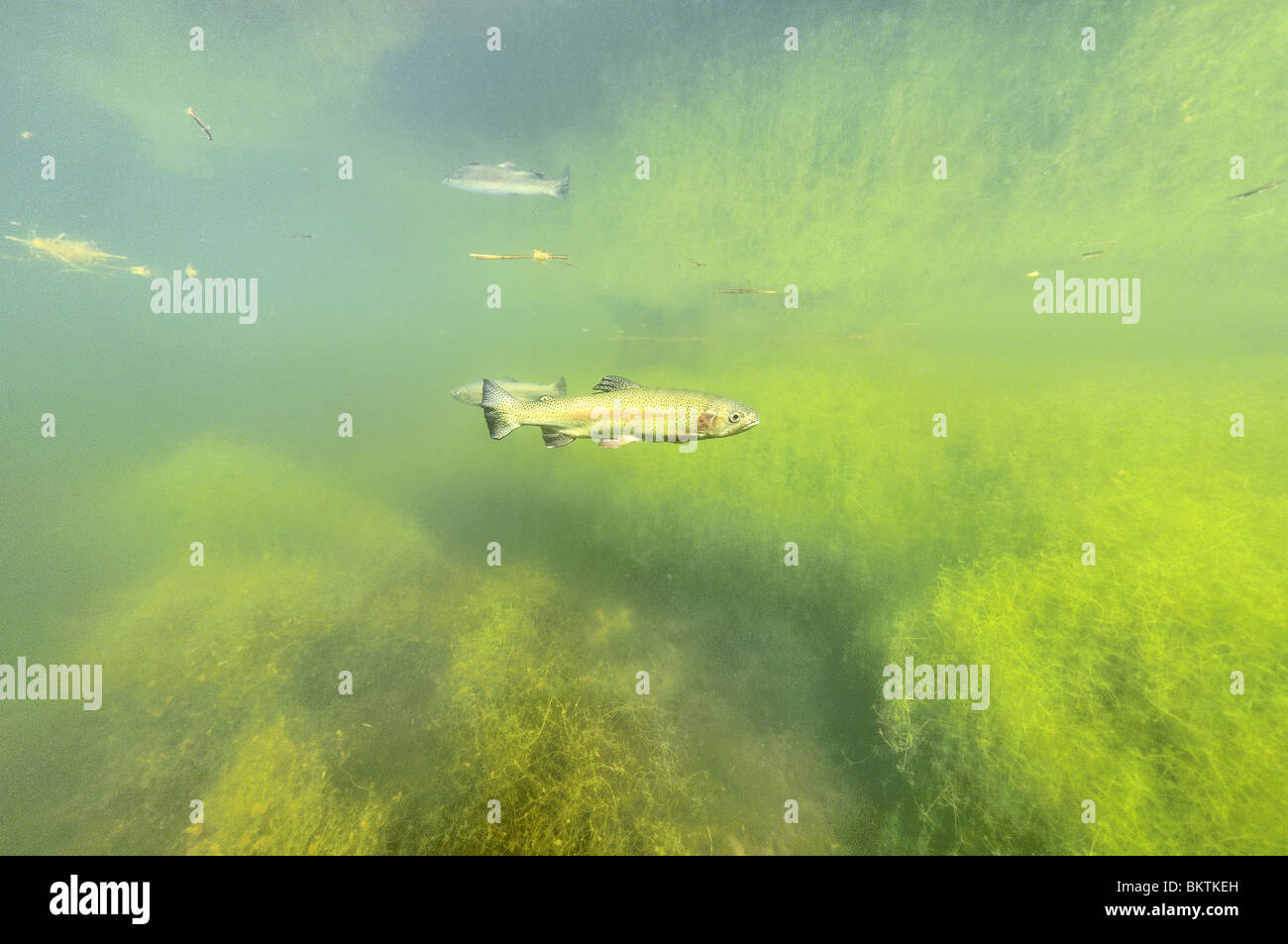 Rainbow trout in pond in hi-res stock photography and images - Alamy