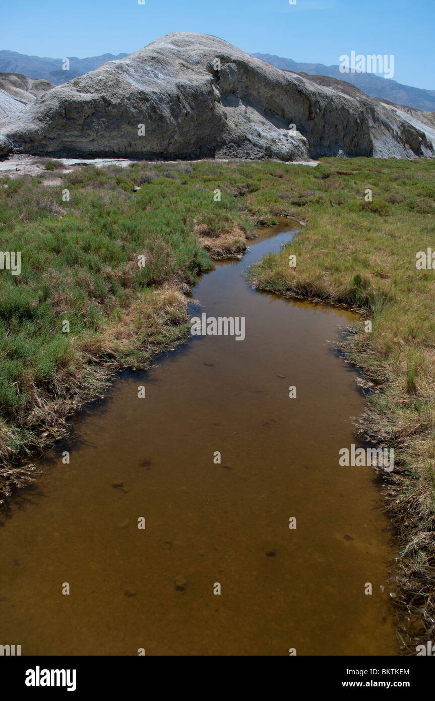 Pickleweed California High Resolution Stock Photography and Images - Alamy