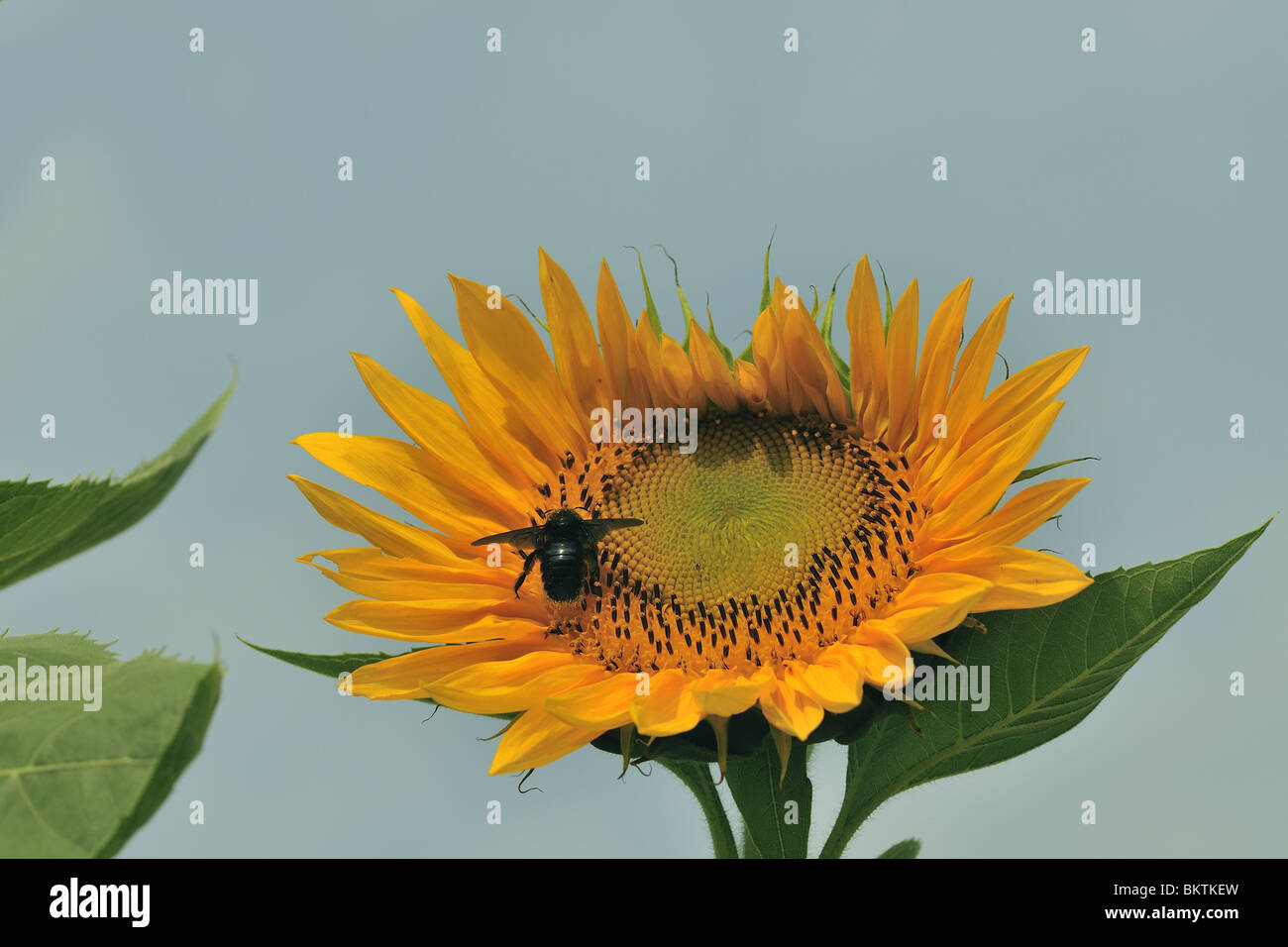 Violet carpenter bee on flower hi-res stock photography and images - Alamy