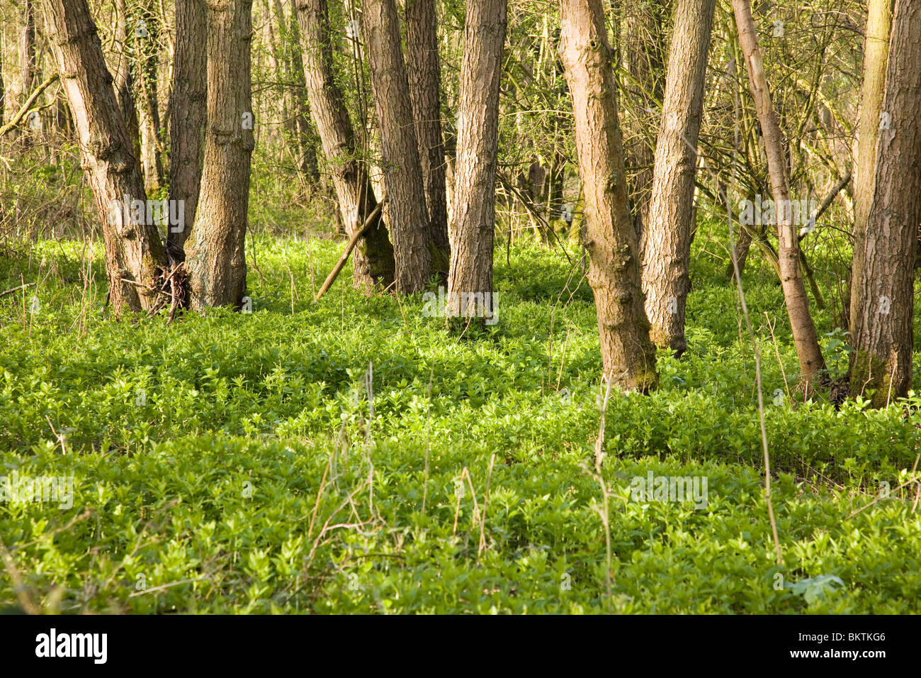 Alder Carr Woodland in spring with Dogs Mercury at base Stock Photo - Alamy