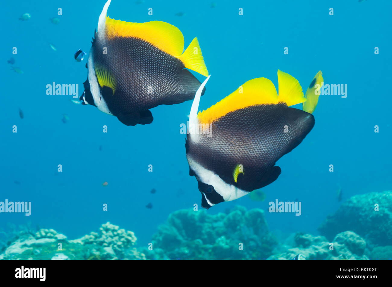 Singular fish hi-res stock photography and images - Alamy