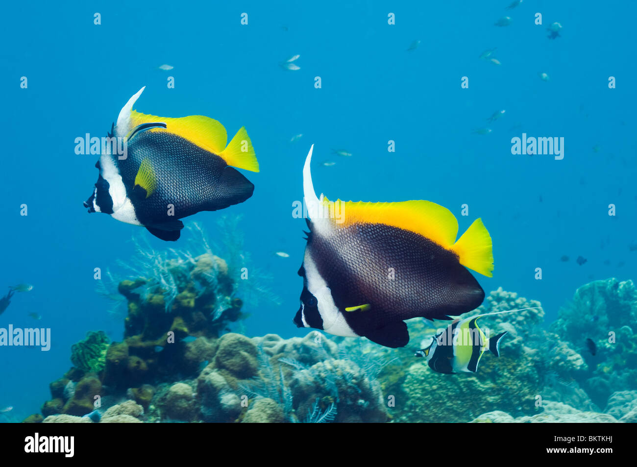 Singular bannerfish (Heniochus singularis), pair with Cleaner wrasse ...