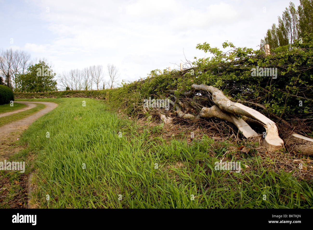 Laid Hedge in spring showing method, cutting and regrowth Stock Photo ...