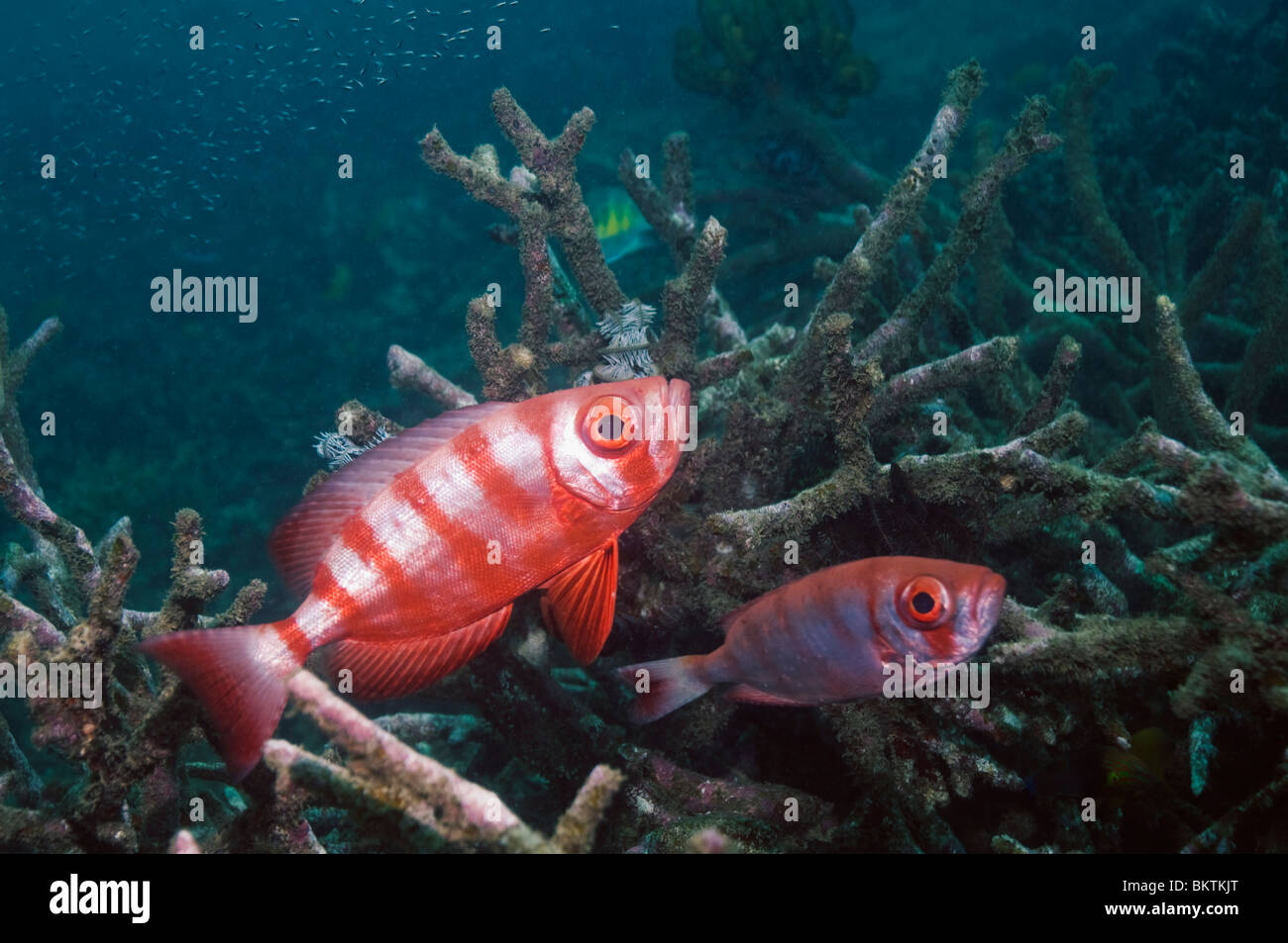 Big-eye or Goggle-eye (Priacanthus hamrur). Papua New Guinea Stock ...