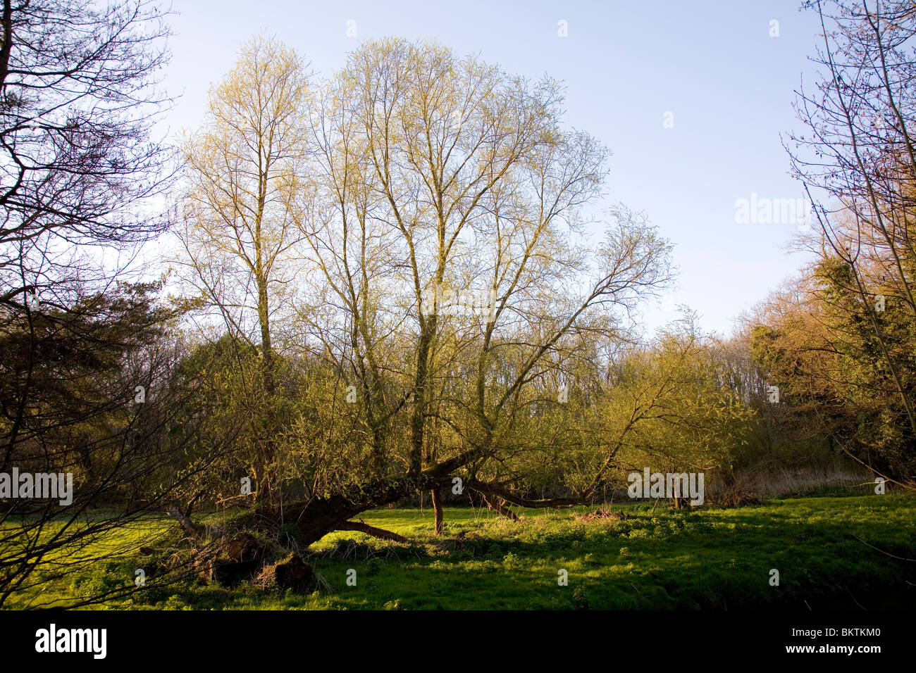white willow fallen and regrown salix alba Stock Photo - Alamy