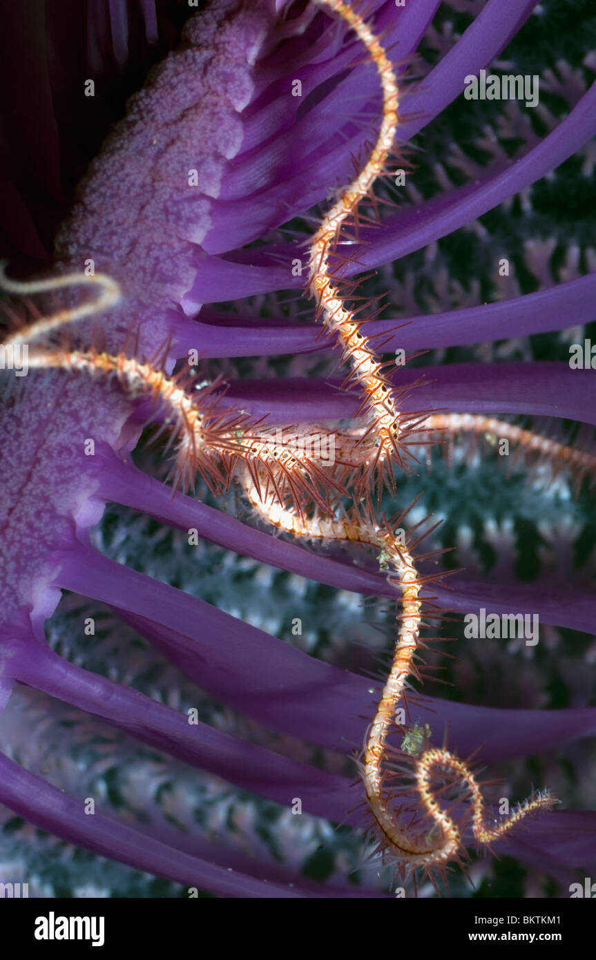 Brittlestars ophiothrix sp hi-res stock photography and images - Alamy