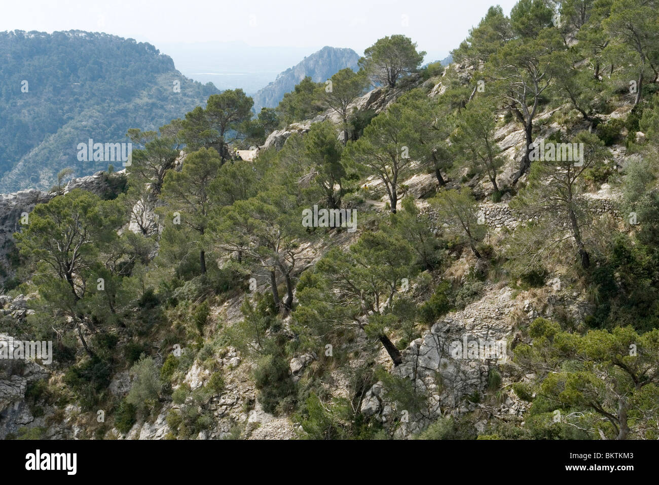 A spectacular forest of Carob trees on a hillside (Majorca - Spain ...
