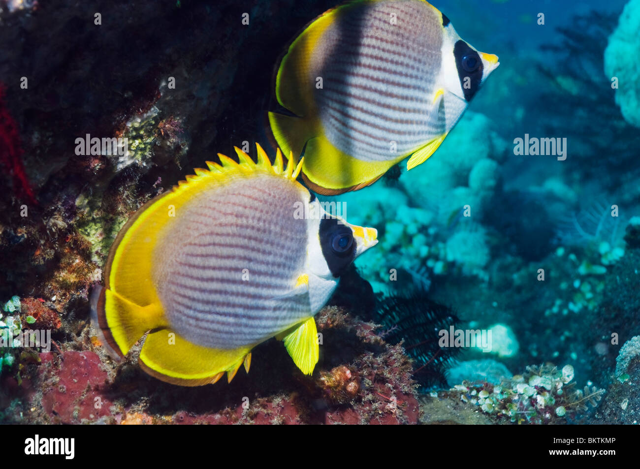 Panda butterflyfish (Chaetodon adiergastos) displaying. Bali, Indonesia ...
