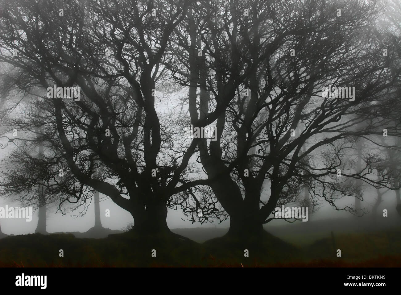 Blackdown hills somerset hi-res stock photography and images - Alamy